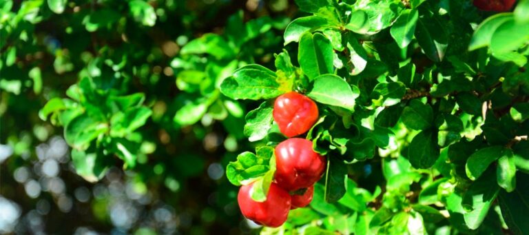 Top 11 benefits of Acerola cherry